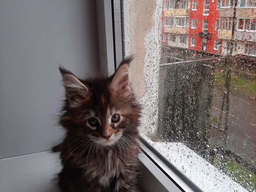 Котята мейн-кун