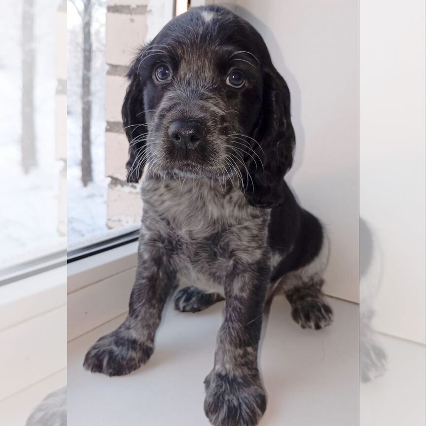 Русский охотничий спаниель, щенок