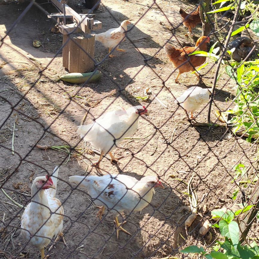 Курочки и петушки