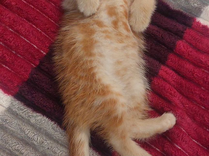 Отдаётся котёнок мальчик, в добрые руки