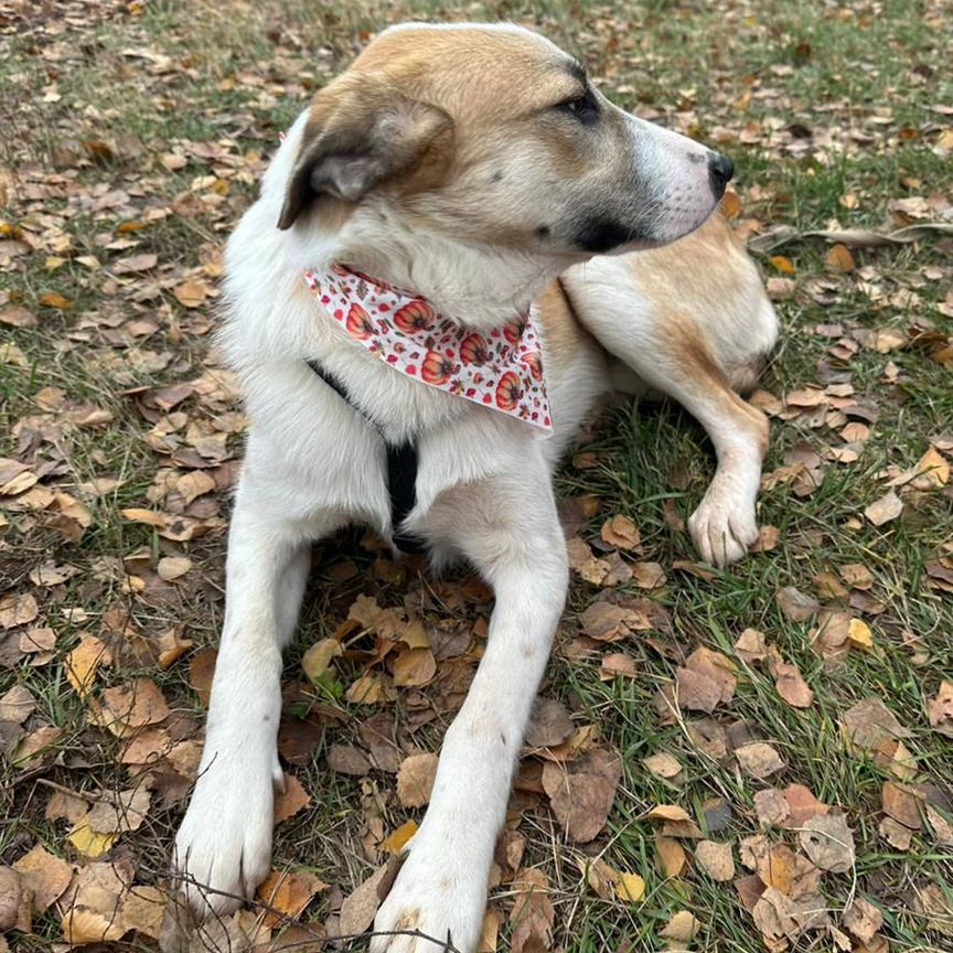 Пес Шнапс ищет своего человека