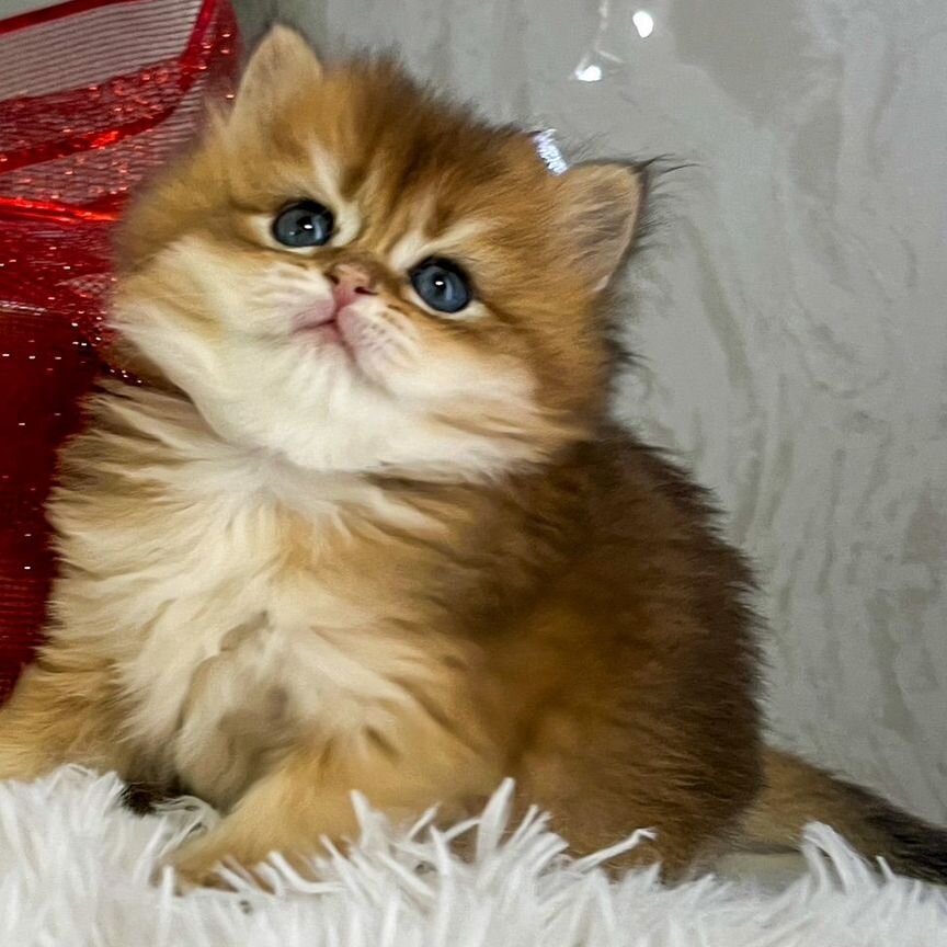 Британская кошечка Legenda de Max