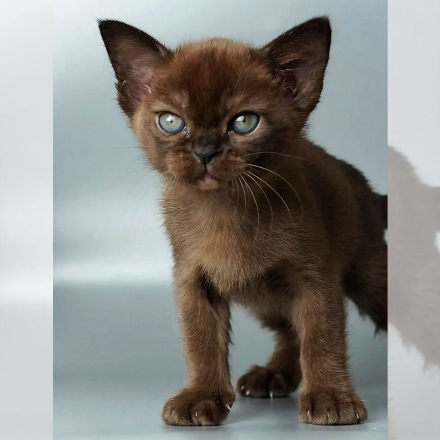 Европейский бурманский котёнок