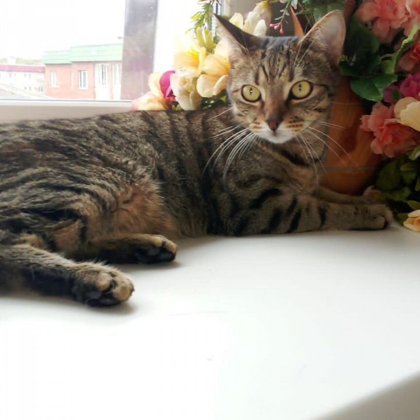 Котик Джери в добрые руки