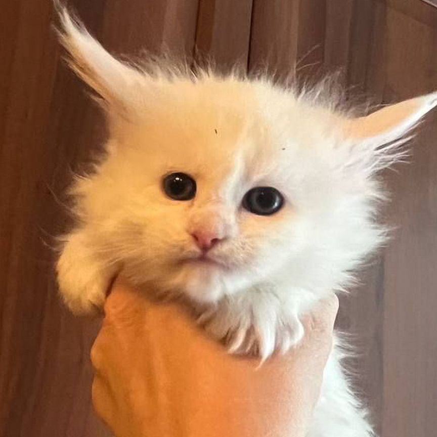 Мейн-кун котёнок
