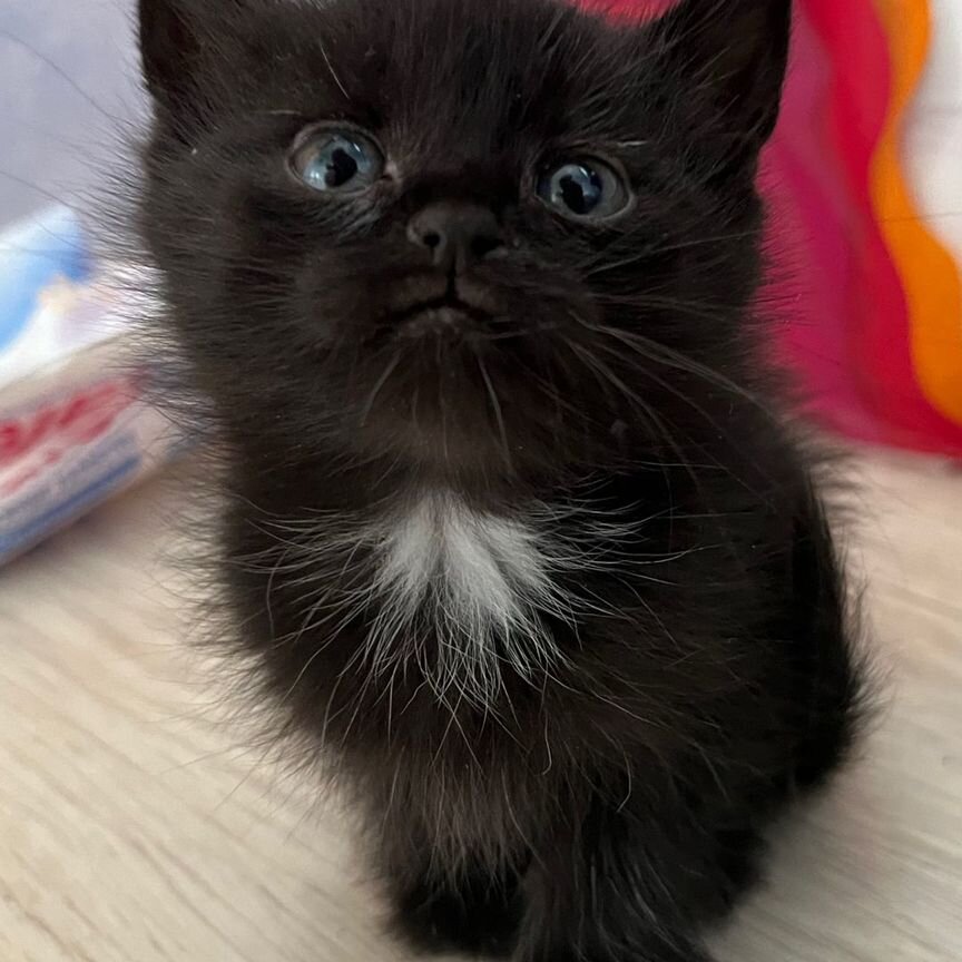 Котенок