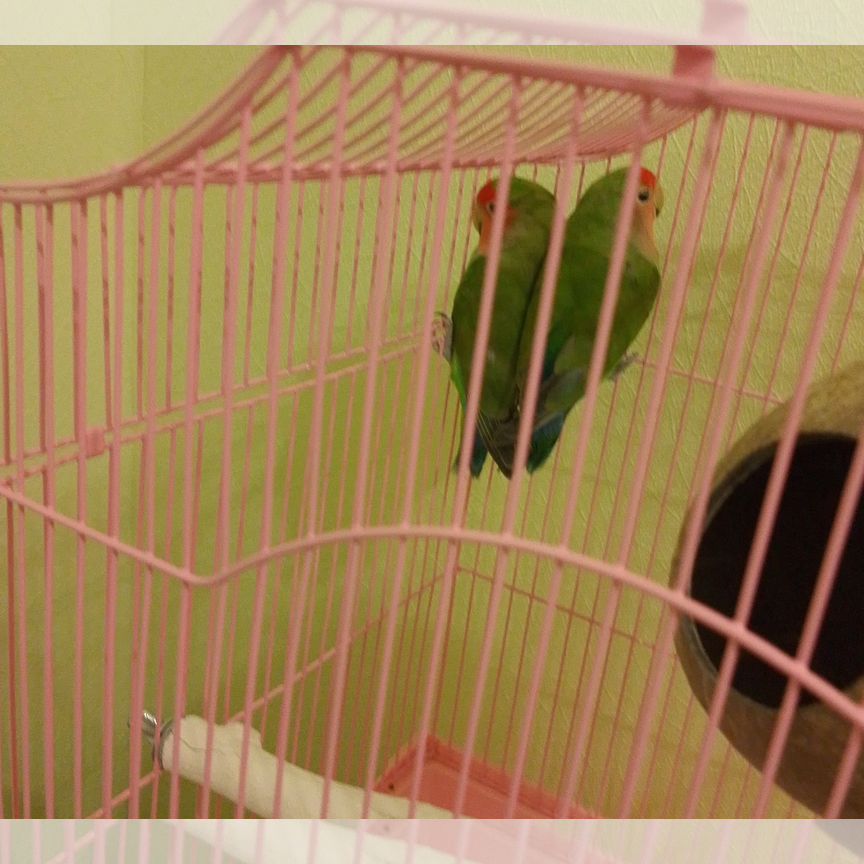 Попугай неразлучники