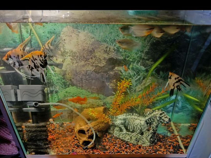 Аквариум с рыбками и тумбой