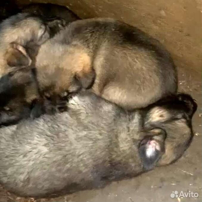 Крохотные щеночки мёрзнут на улице