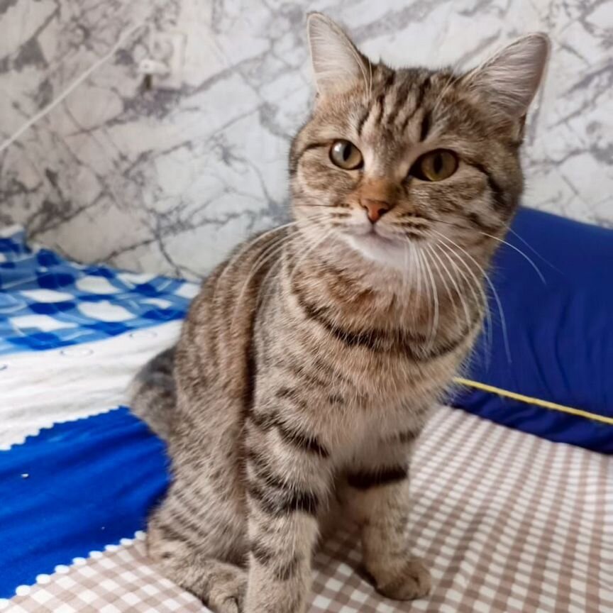 Кошка тобби