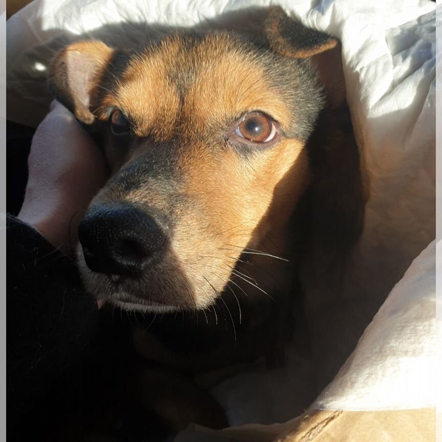 Щенок в добрые руки