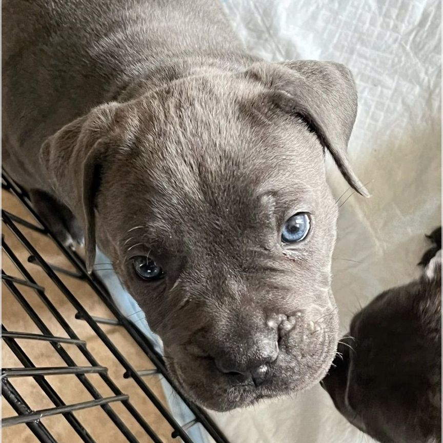 Американский питбультерьер, щенок