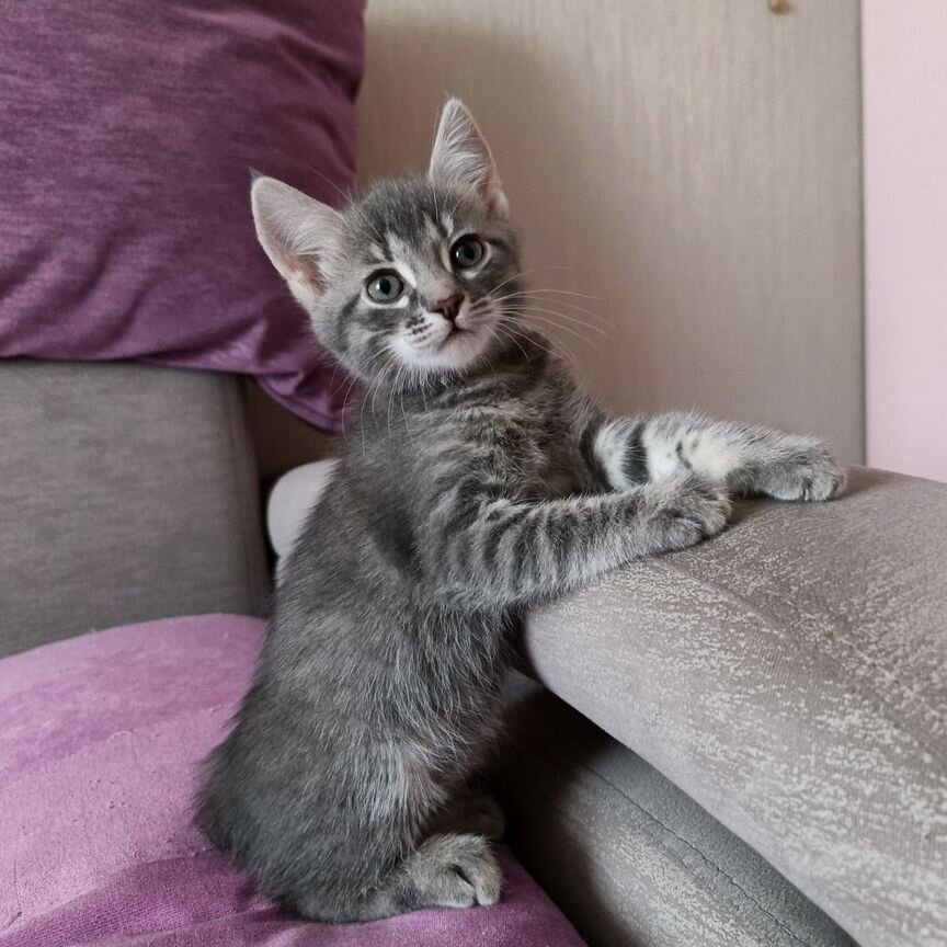 Котёнок в добрые руки