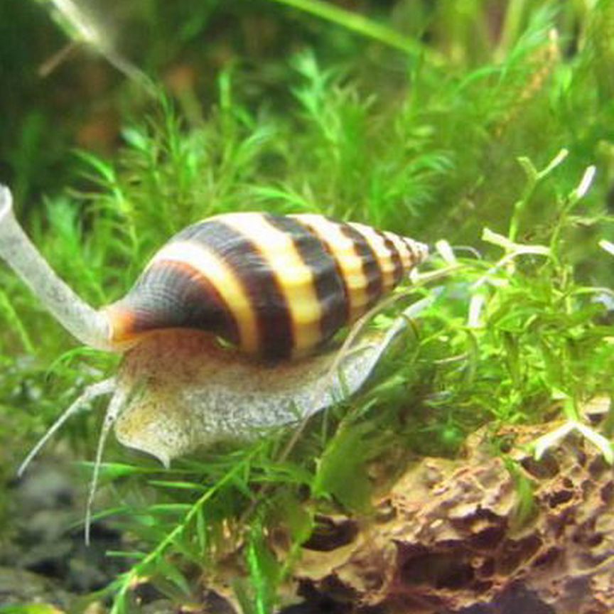 Улитка хелена