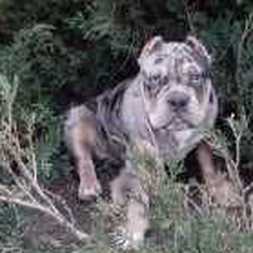 Американский булли покет щенки