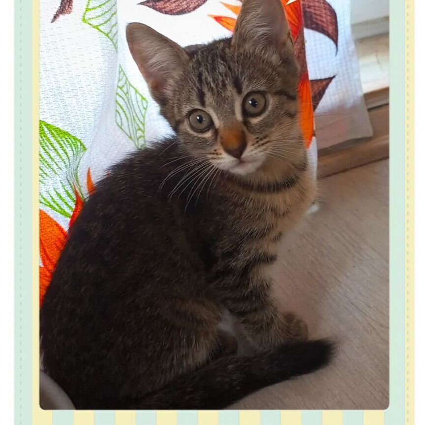 Котенок в добрые руки. Девочка 2 месяц