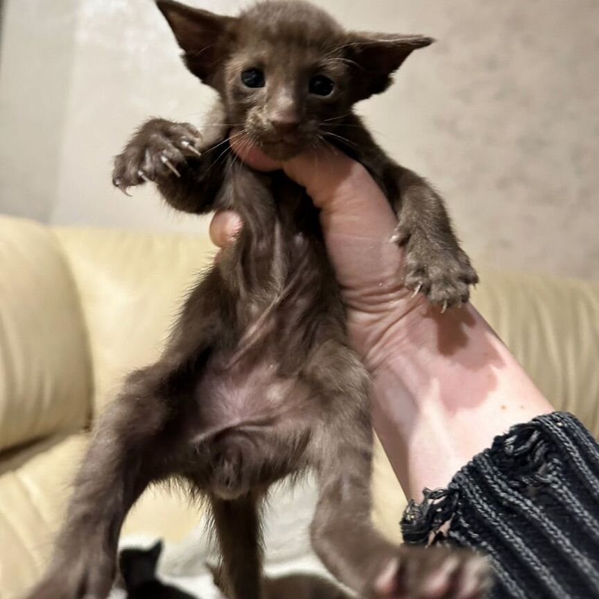 Котята ориенталы