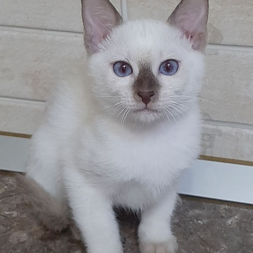 Тайские котята