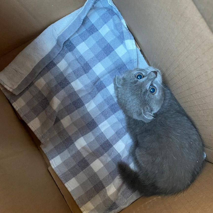 Котенок британский