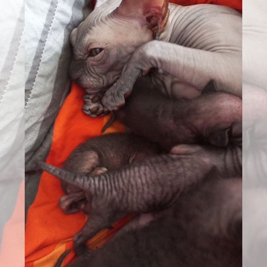 Канадский сфинкс котёнок