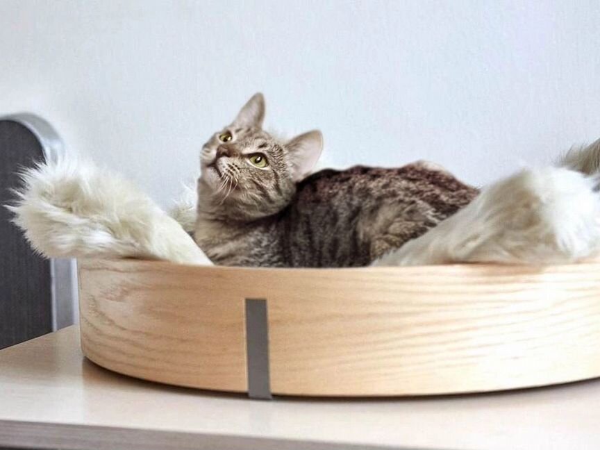 Котику нужен дом