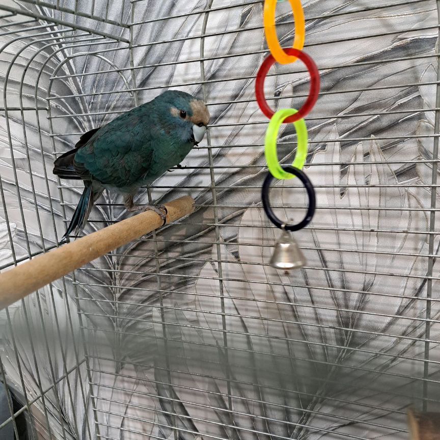 Попугай Какарик