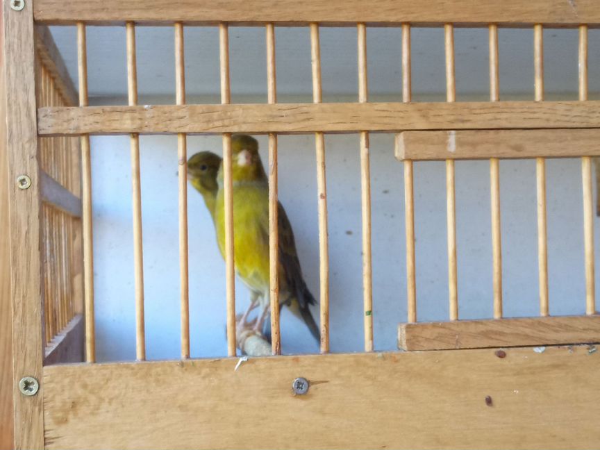 Канарейки певчие