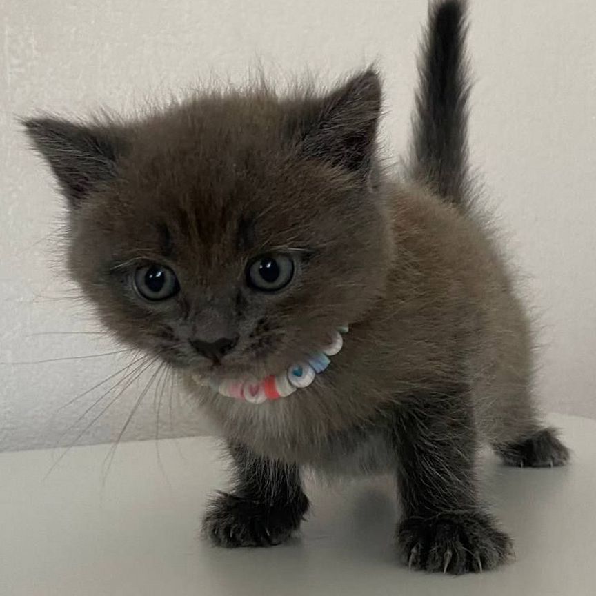 Котёнок от частного владельца