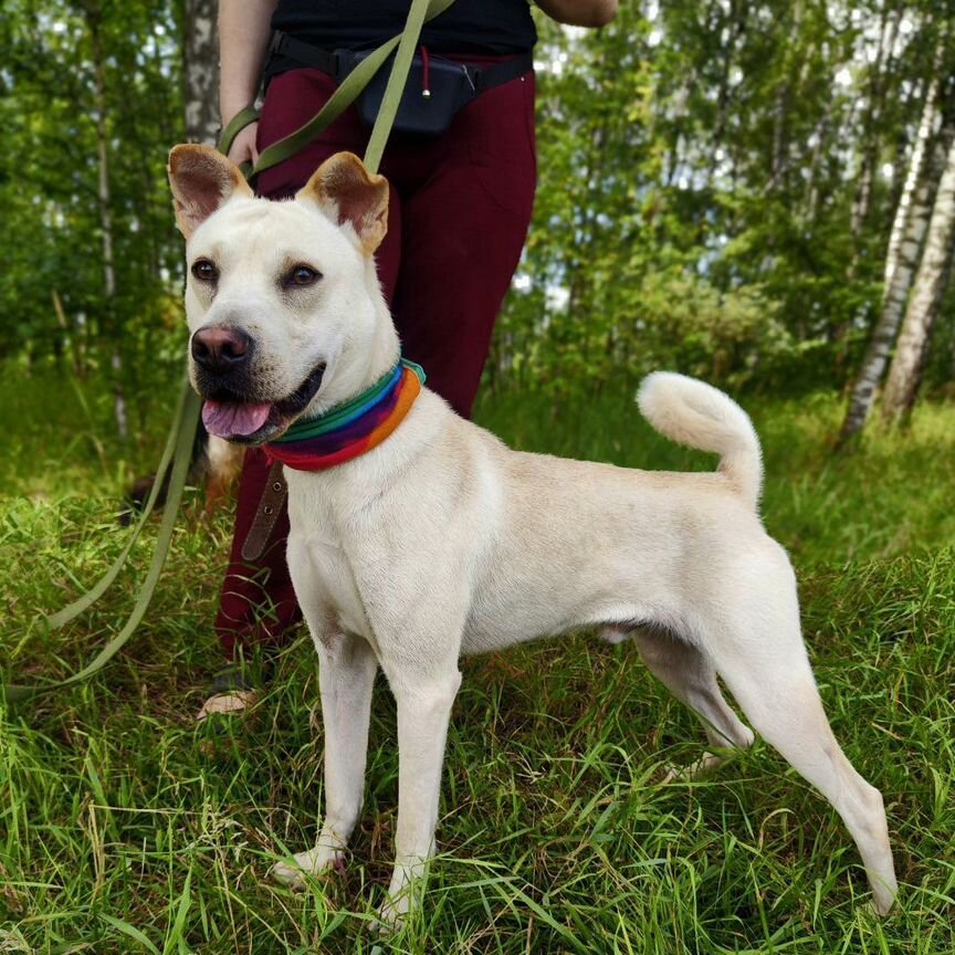 Домашняя собака из приюта ищет новый дом