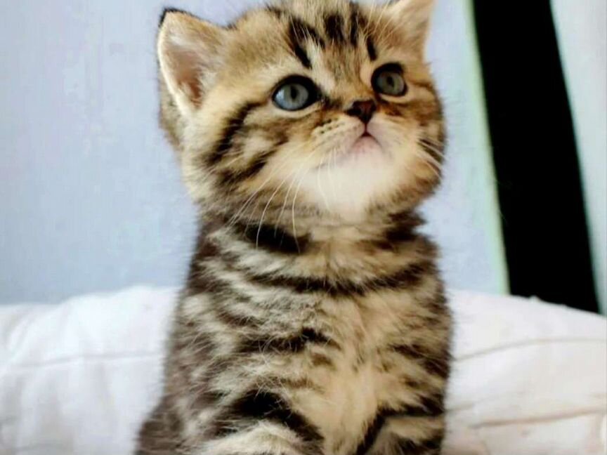 Шикарные Плюшевые Тигрята)