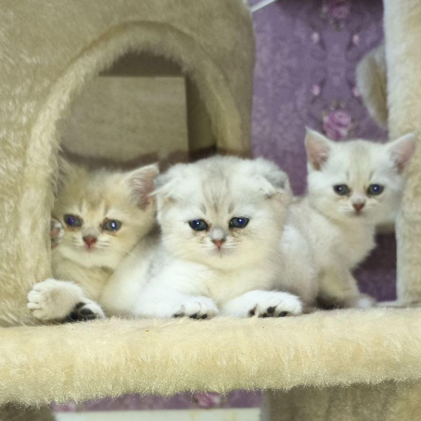 Шотландский вислоухий короткошёрстный котёнок