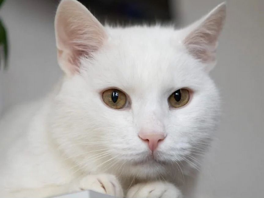 Бурашик, белый котик в добрые руки