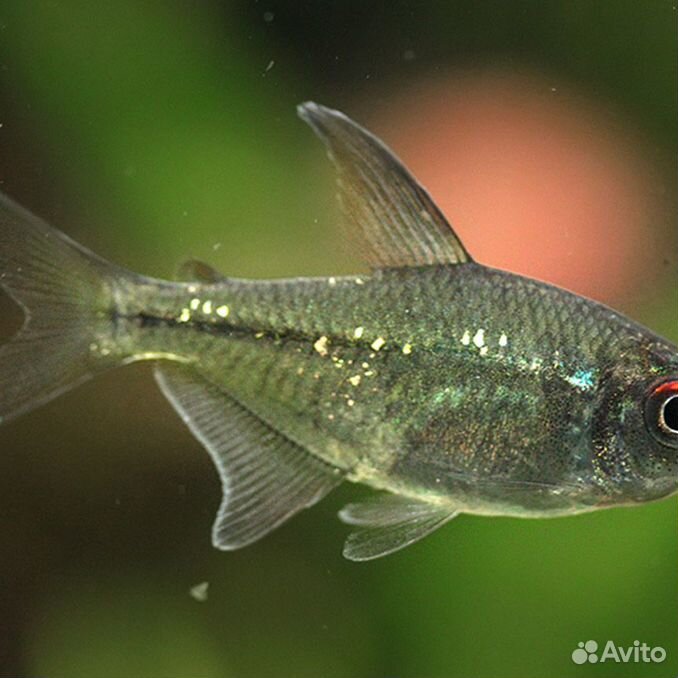 Тетра Бриллиантовая (Moenkhausia Pittieri)