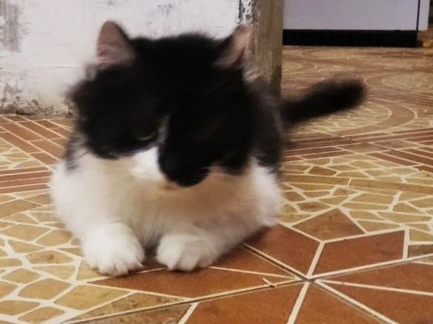 Плюшевый котенок Митя