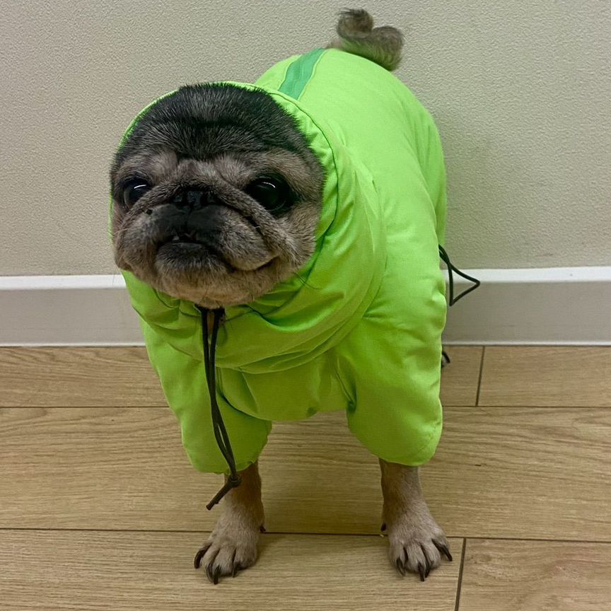 Зимний комбинезон для собаки (мопса)