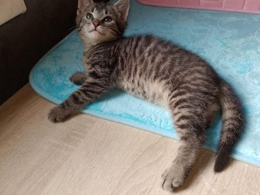 Котенок в добрые руки