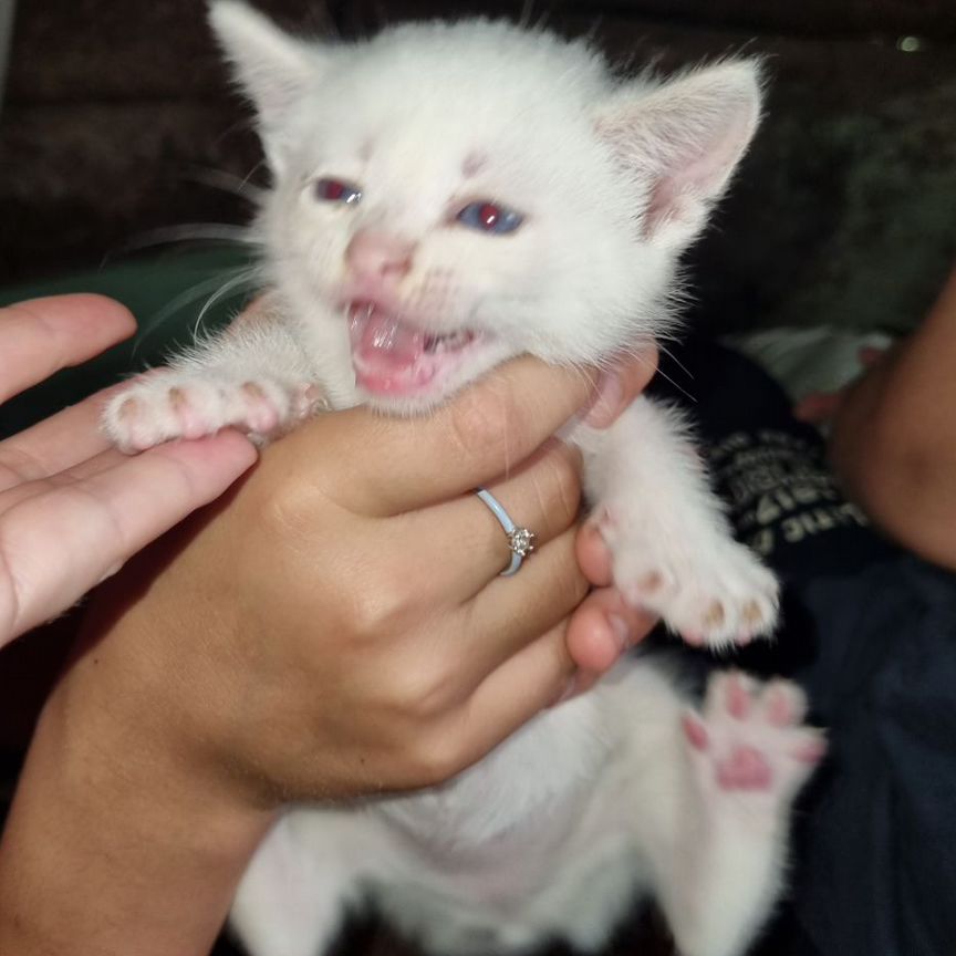 Котята в дар