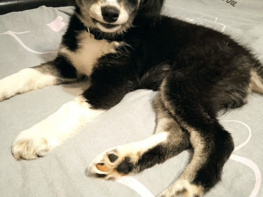 Щенок в добрые руки