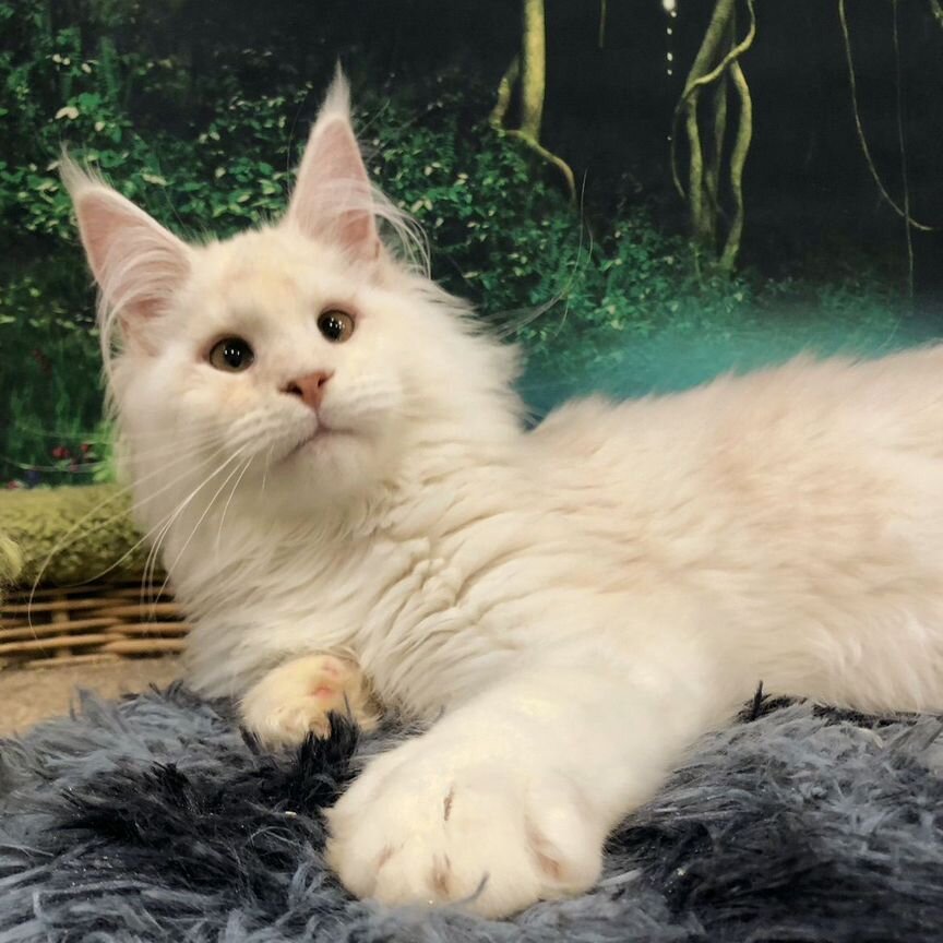 Мейн-куненок дымный