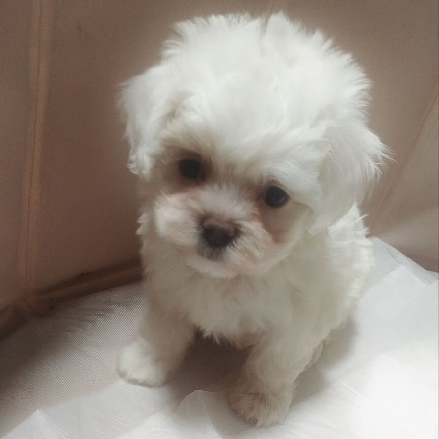 Мальтипу, щенок