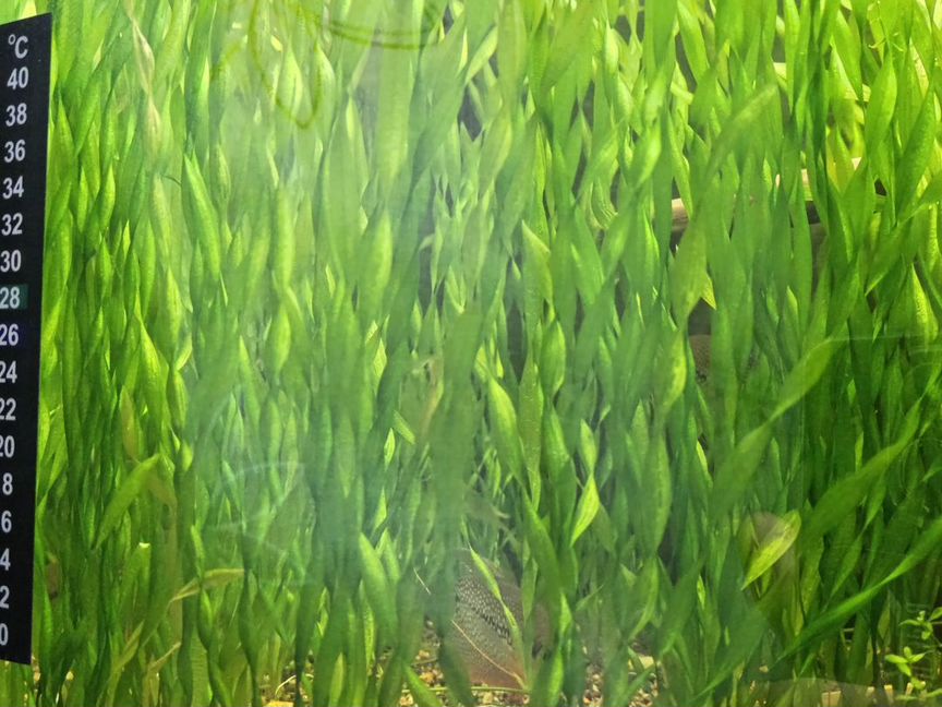 Продам растения в аквариум