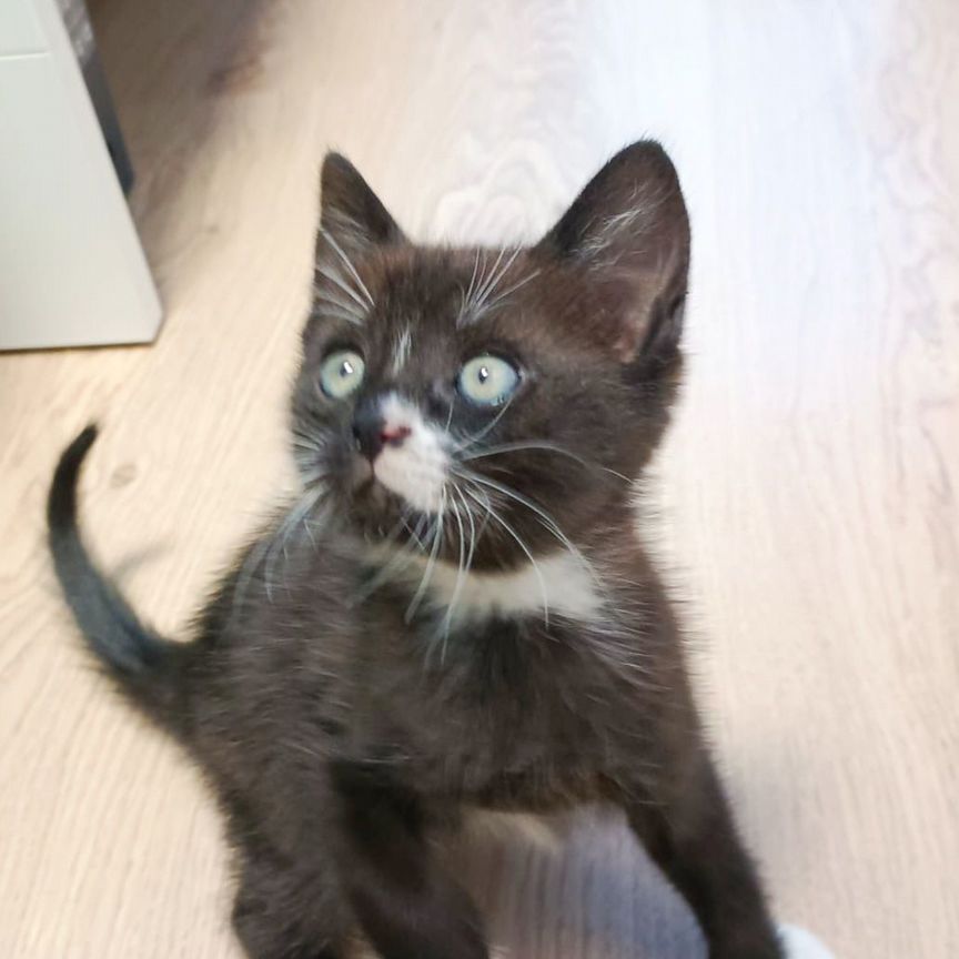 Котенок 2мес нежный малыш с завода. Ищет дом