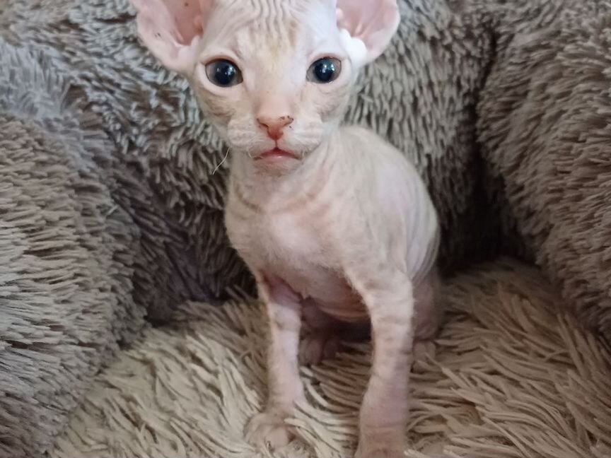 Донской сфинкс котята