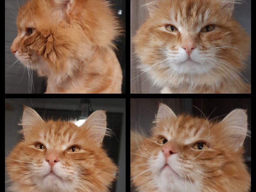 Котик в добрые руки