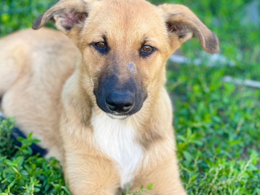 2 замечательные девчушки ищут дом3.5 мес