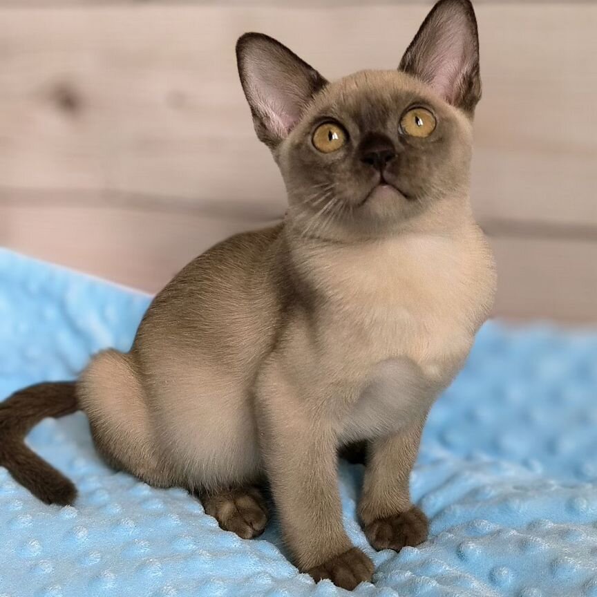 Европейский бурманский котёнок