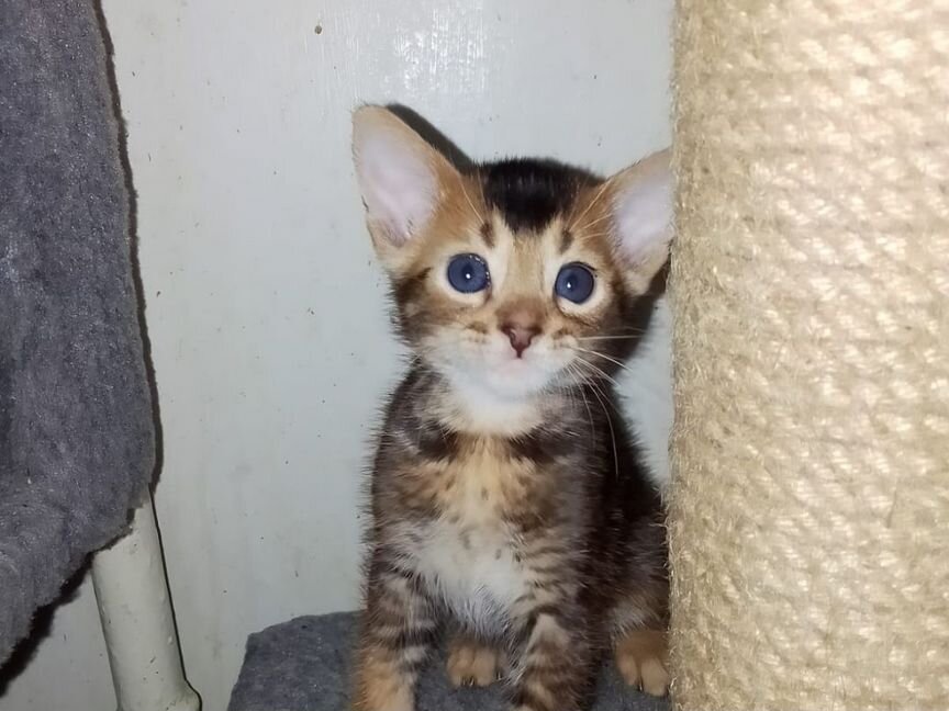 Абесинский котёнок