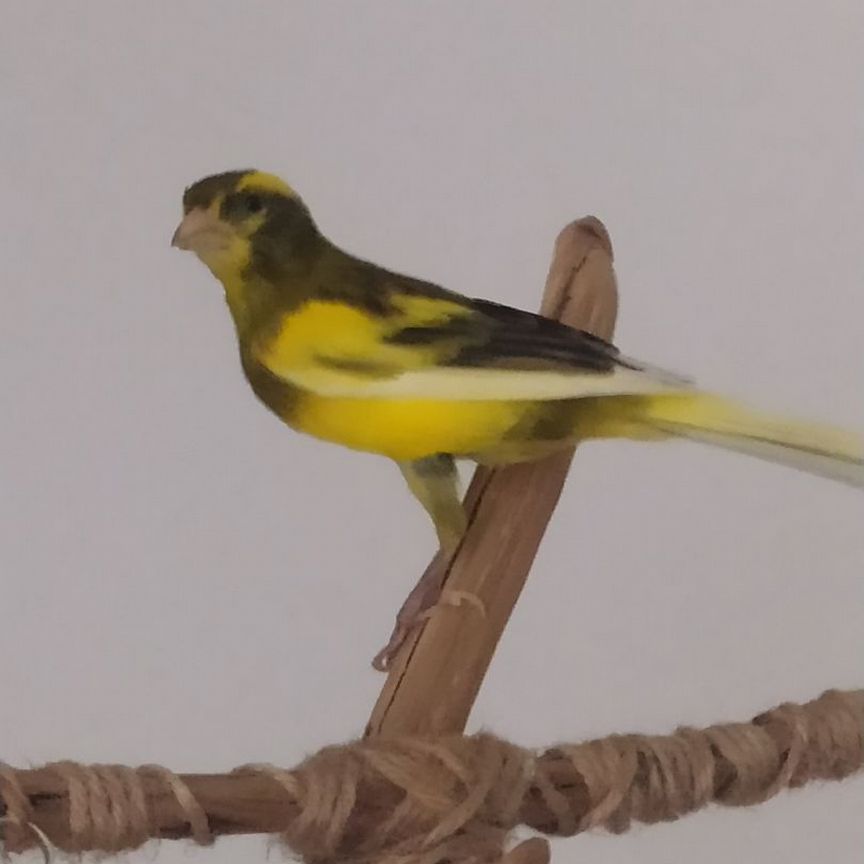 Кенара и канарейки