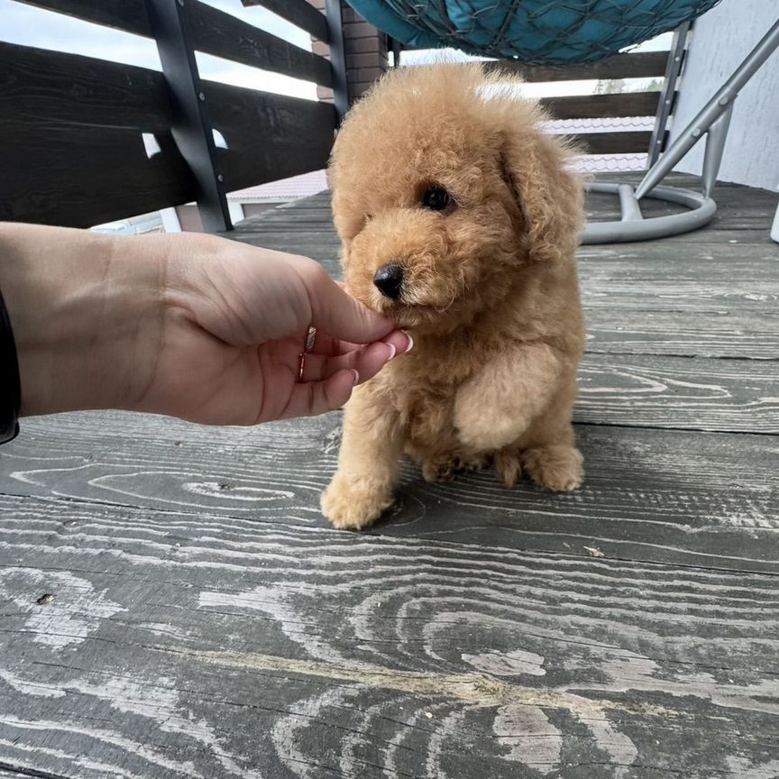 Той-пудель, щенок