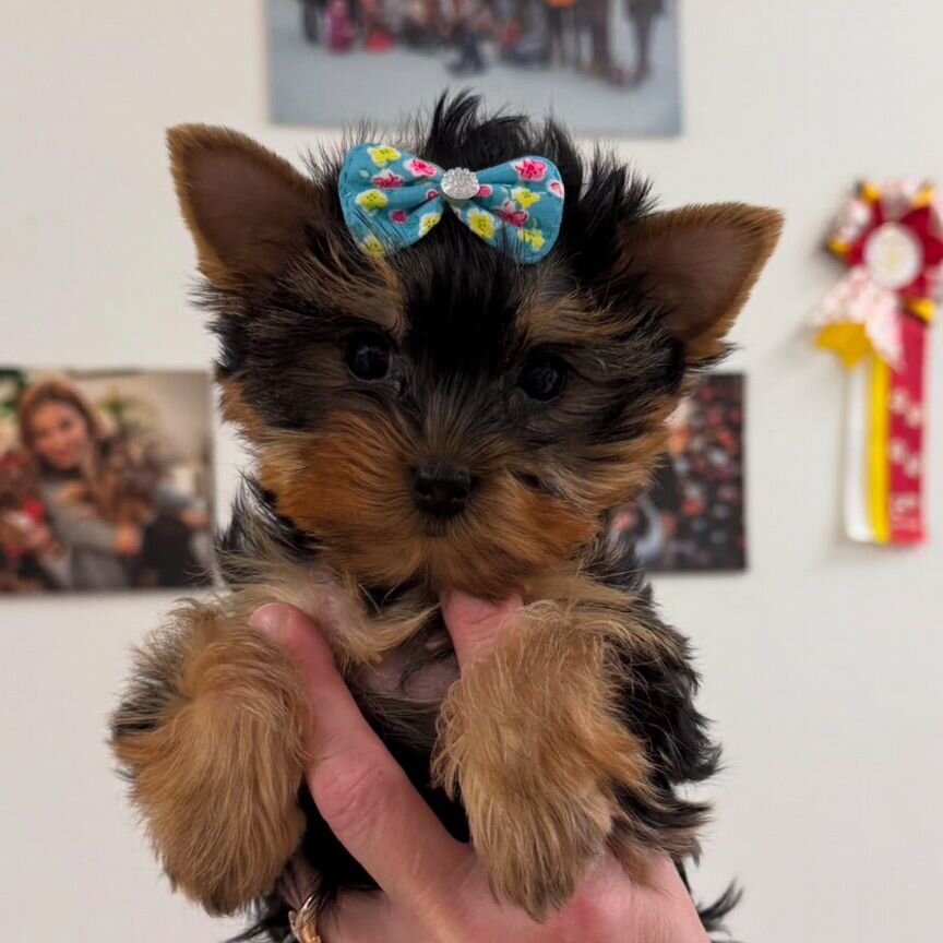 Йоркширский терьер щенки